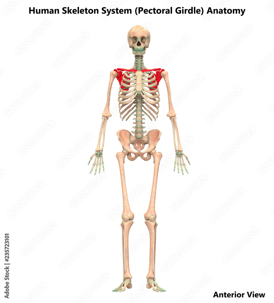 Human Skeleton System Pectoral Girdle Anterior View Anatomy Stock ...