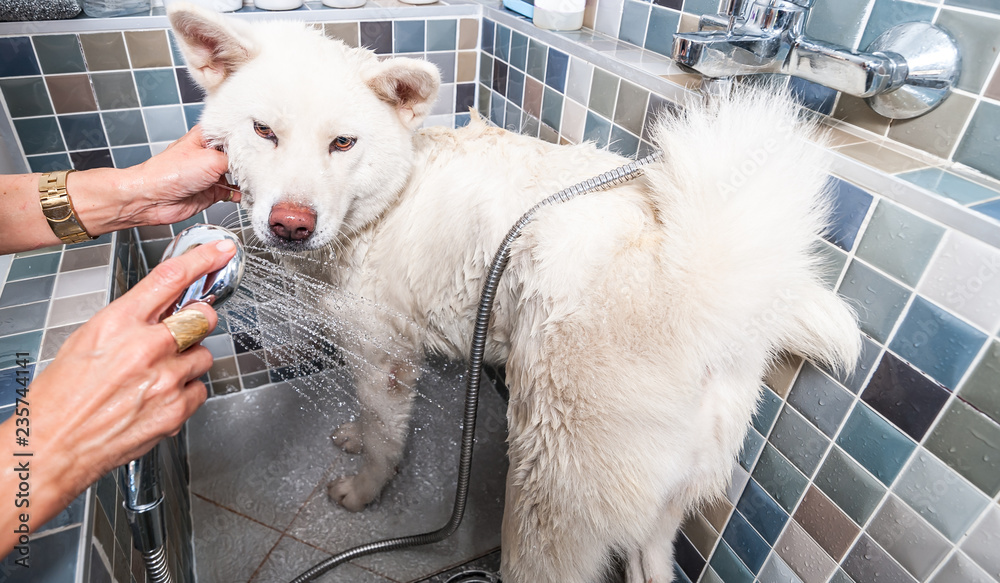 Dog bath, Big white and wet Japanese Akita Inu dog bathing in the ...
