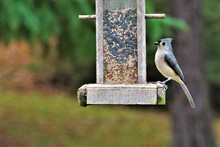 Tufted Titmouse On Feeder Free Stock Photo - Public Domain Pictures