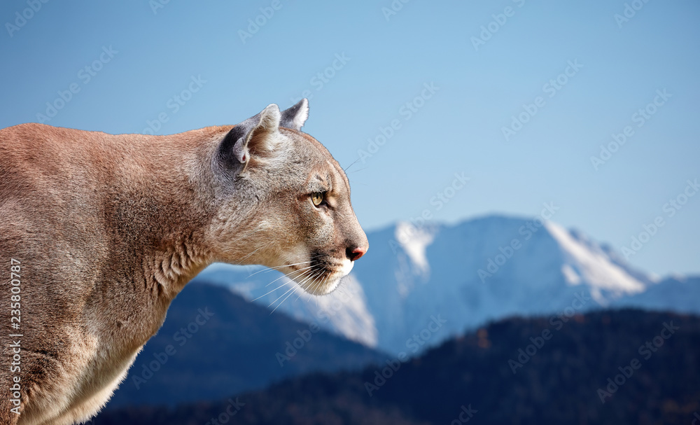 Portrait of Beautiful Puma. Cougar, mountain lion, puma, panther ...