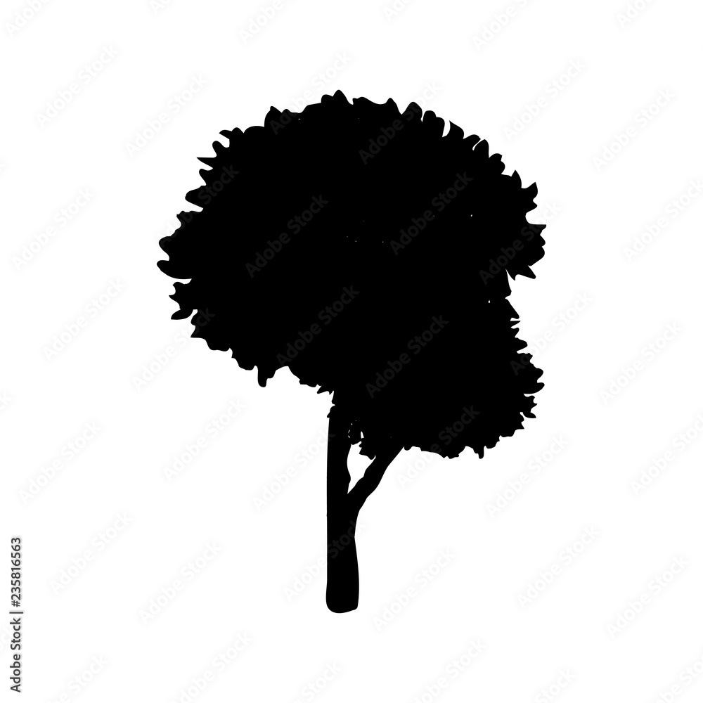 Honey locust tree silhouette on white background Stock Vector | Adobe Stock