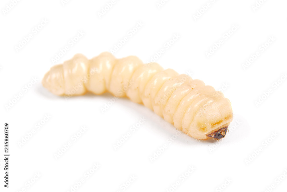 Larva bark beetle (Scolytinae). Larva of Bark beetles legless Stock ...