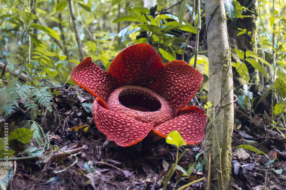 Rafflesia Biggest Flower In The World Bildagentur | Mauritius Images