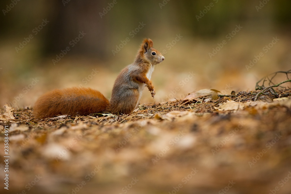 Squirrel. The squirrel was photographed in the Czech Republic. Squirrel ...