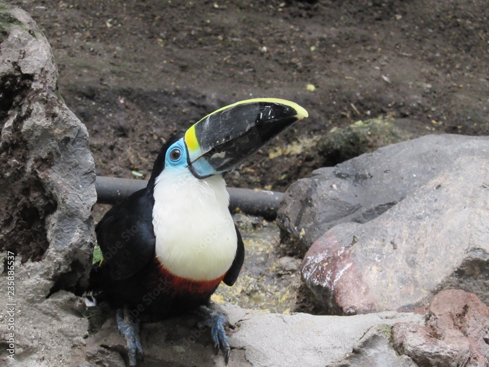 Majestuosa ave azul, originaria de Ecuador Stock Photo | Adobe Stock