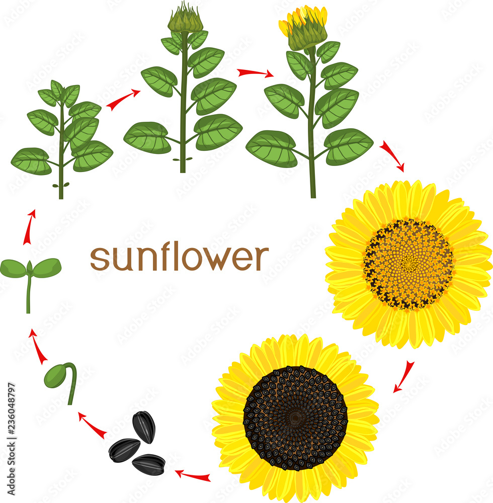 Sunflower life cycle. Growth stages from seeding to flowering and fruit ...