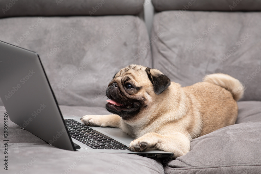 Foto de Stock Cute dog Pug breed lying on ground looking on computer ...