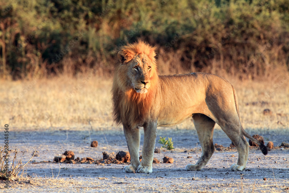 The Transvaal lion (Panthera leo krugeri) also known as the Southeast ...
