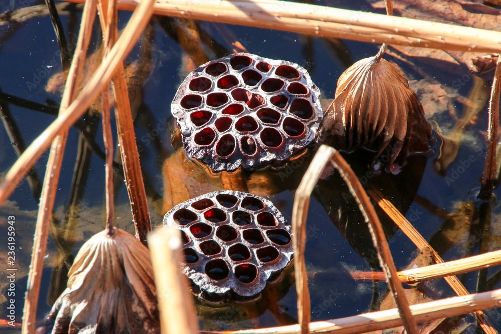 Seed head of a withered lotus plant in the Shinobazunoike Pond in Tokyo ...