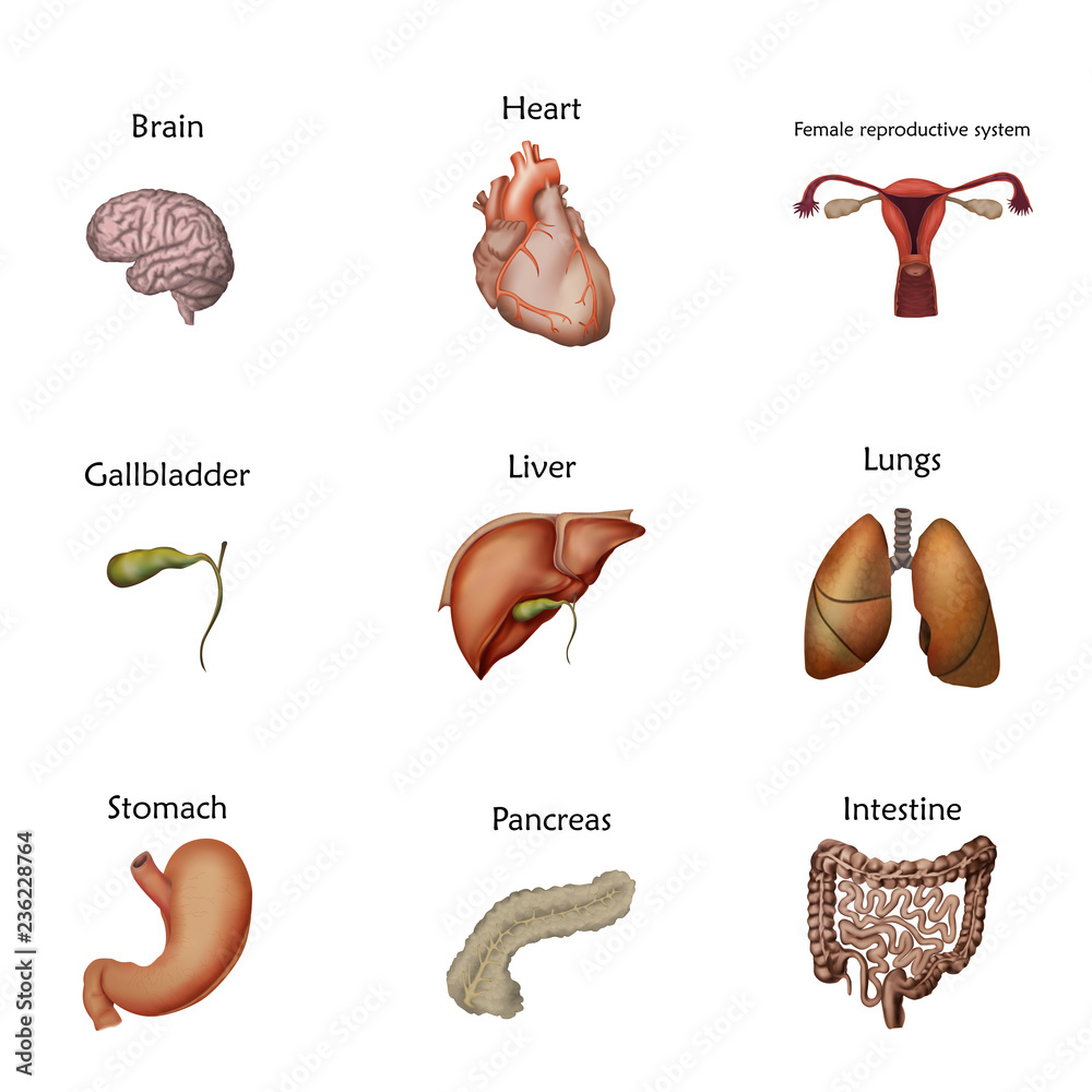 Human internal organs anatomy. Brain, heart, uterus, female ...