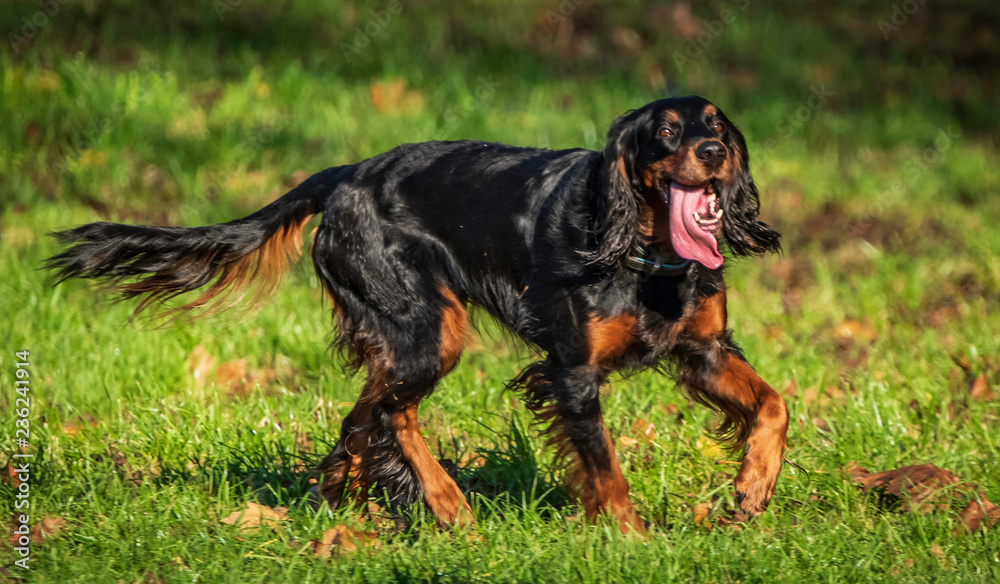 Photo Stock Gordon setters tongue | Adobe Stock