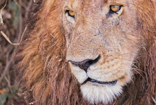 Sitting Lion Free Stock Photo - Public Domain Pictures