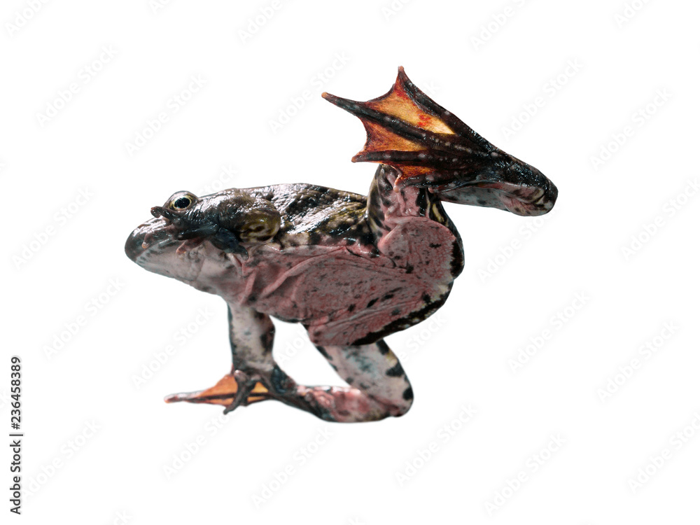 Frog in different angles on a white background. Stock Photo | Adobe Stock