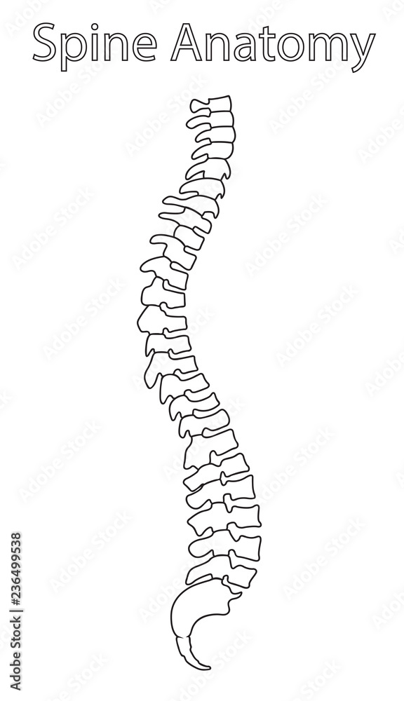 Human spine anatomy isolated vector illustration. Spine pain medical ...