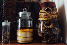 Snakes In Jar Free Stock Photo - Public Domain Pictures