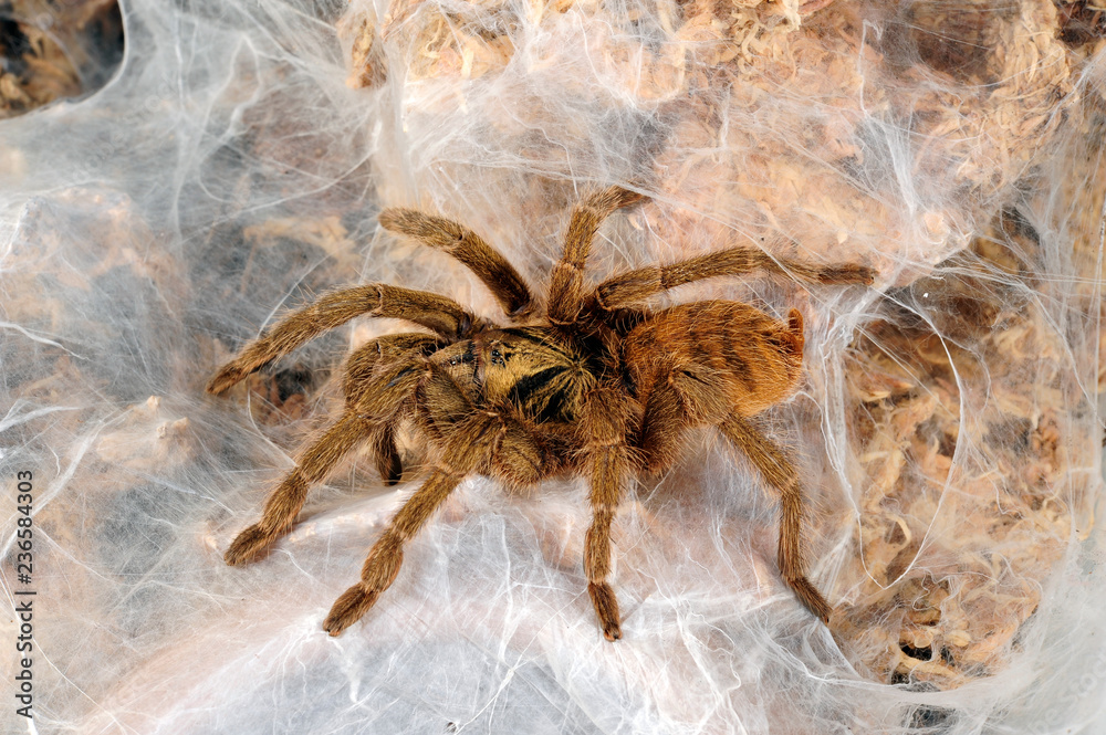 Foto de Stock Tiger-Zwergvogelspinne (Holothele incei / Neoholothele ...