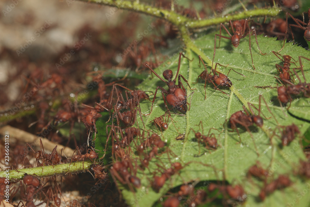 Leafcutter ants on a close up horizontal picture in its natural habitat ...