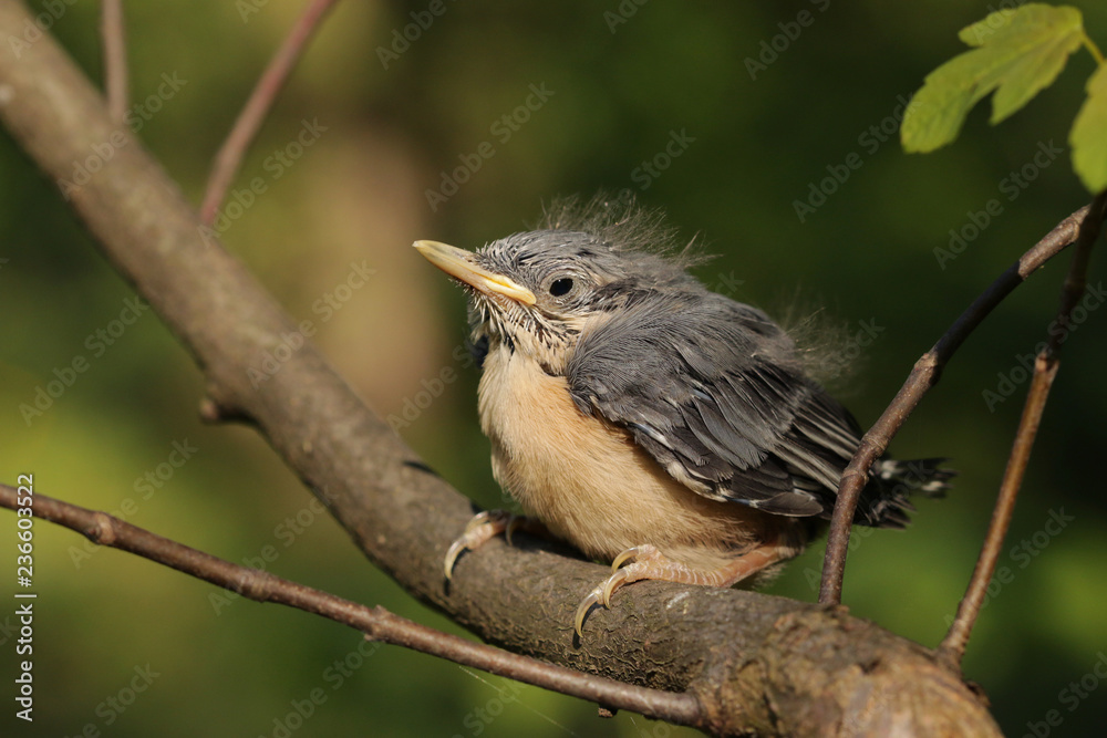 Foto de Stock Chick of an Eurasian Nuthatch sitting on a branch in a ...