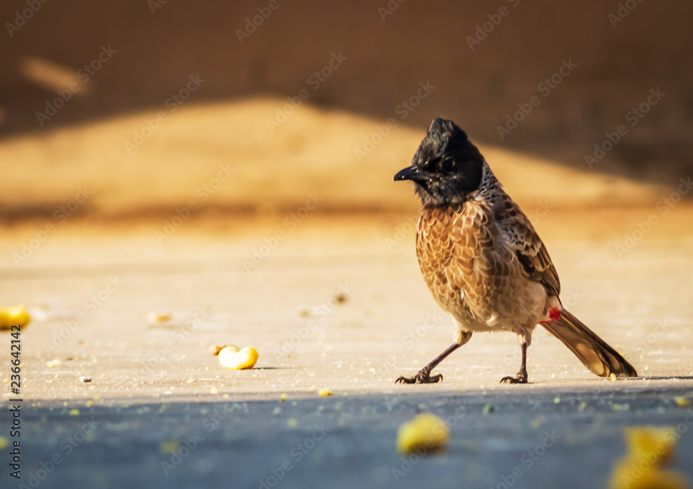 Red vented bulbul ready tro eat the yellow food , black headed bird ...
