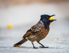 White Vented Bulbul Free Stock Photo - Public Domain Pictures