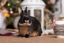 Christmas Rabbit Free Stock Photo - Public Domain Pictures