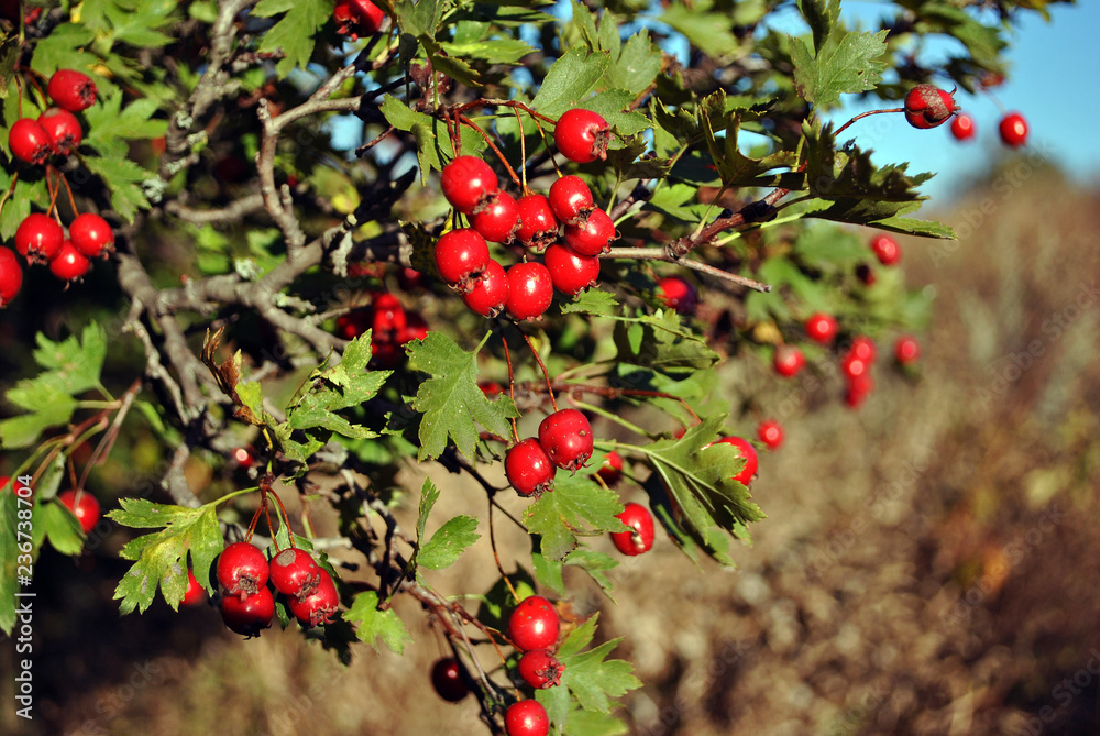 Crataegus (hawthorn, quickthorn, thornapple, May tree, whitethorn ...