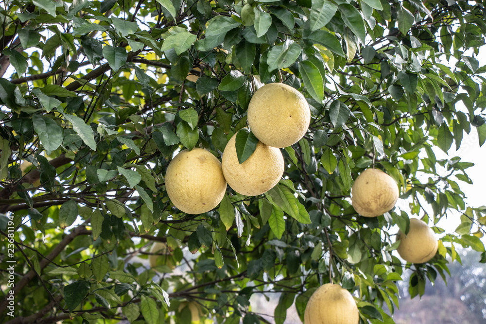 Large yellow fruit Pomelo grows on a tree. A tree with large, juicy ...