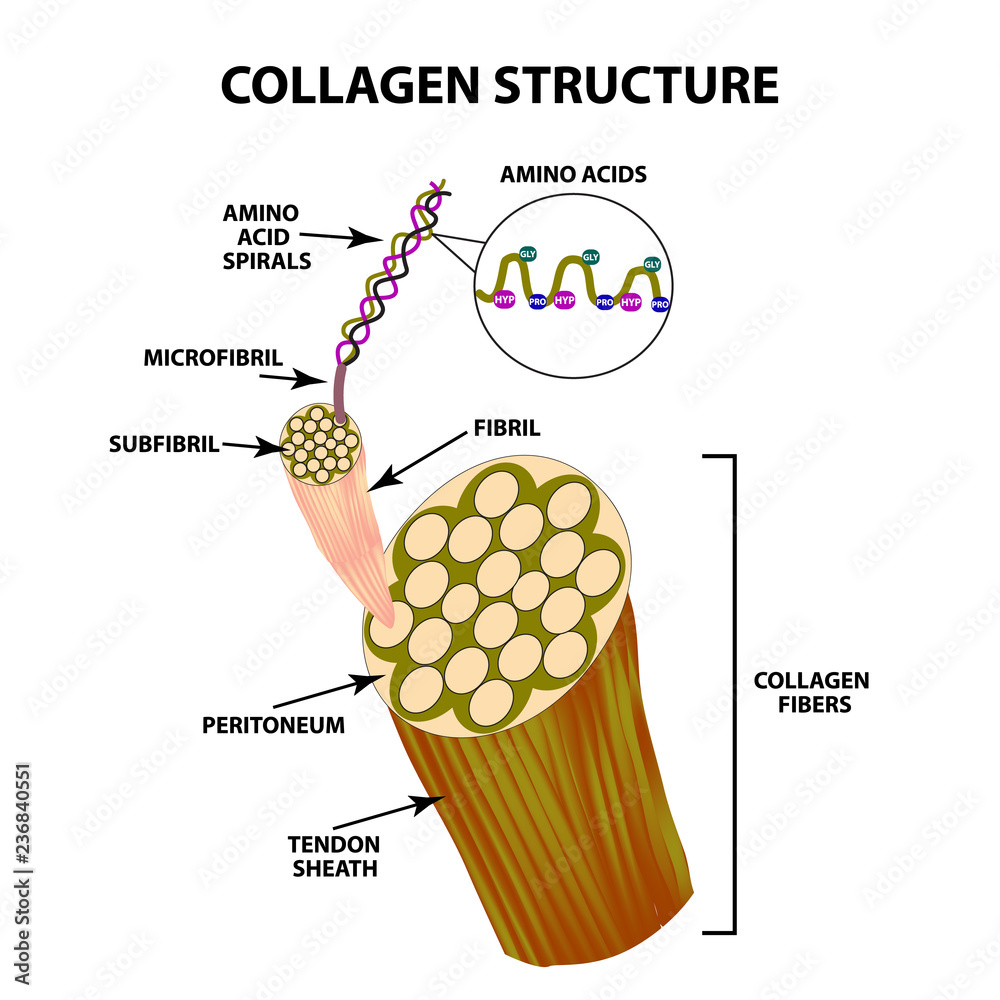 Collagen structure. Infographics. Vector illustration on isolated ...