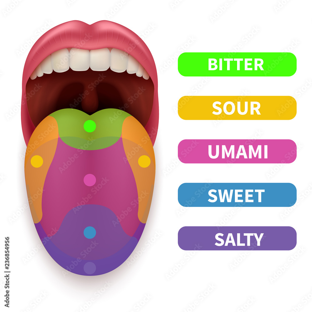 Realistic tongue with basic taste areas. Tasting map in human mouth ...