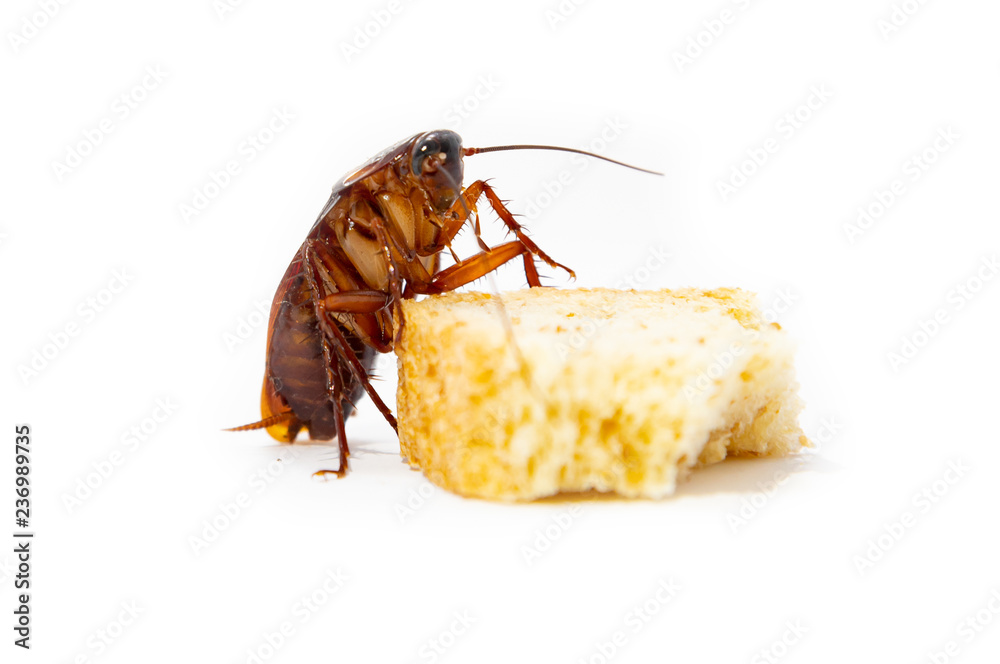 Cockroach is contagion dissemination, Cockroach eating bread which ...