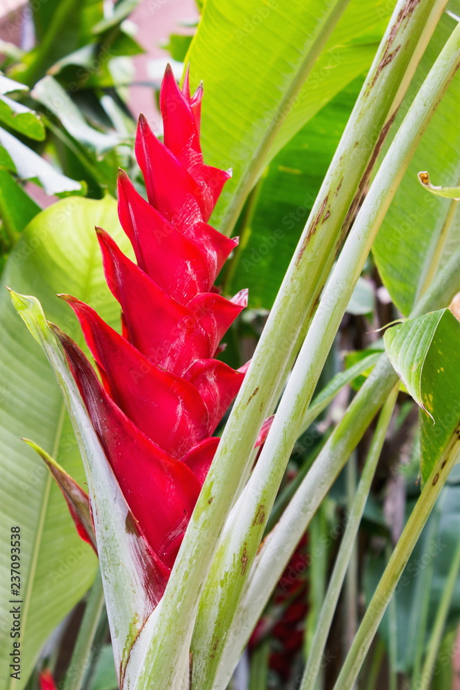 Alpinia purpurata, red ginger, also called ostrich plume and pink cone ...