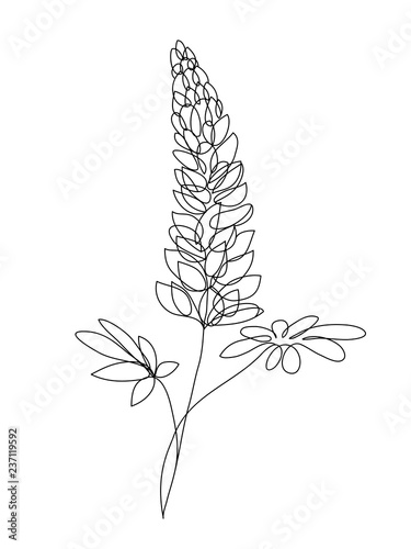 Lupine Flower Drawing Coloring Flowers Drawings Draw Tattoo Clipart ...