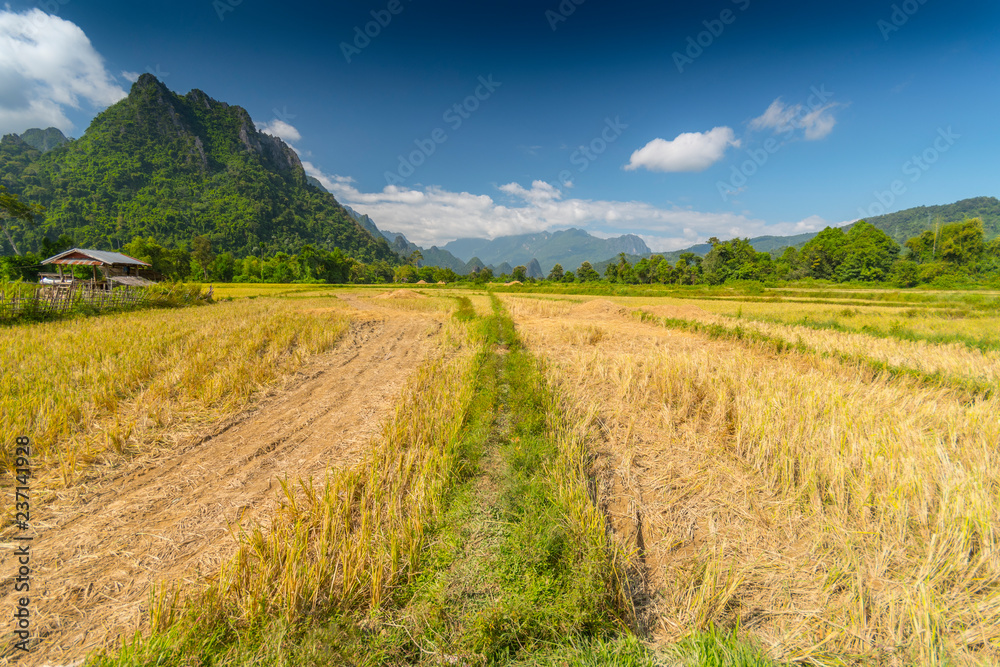 Rice field surrounded by rock formations in Vang Vieng, Laos. Vang ...
