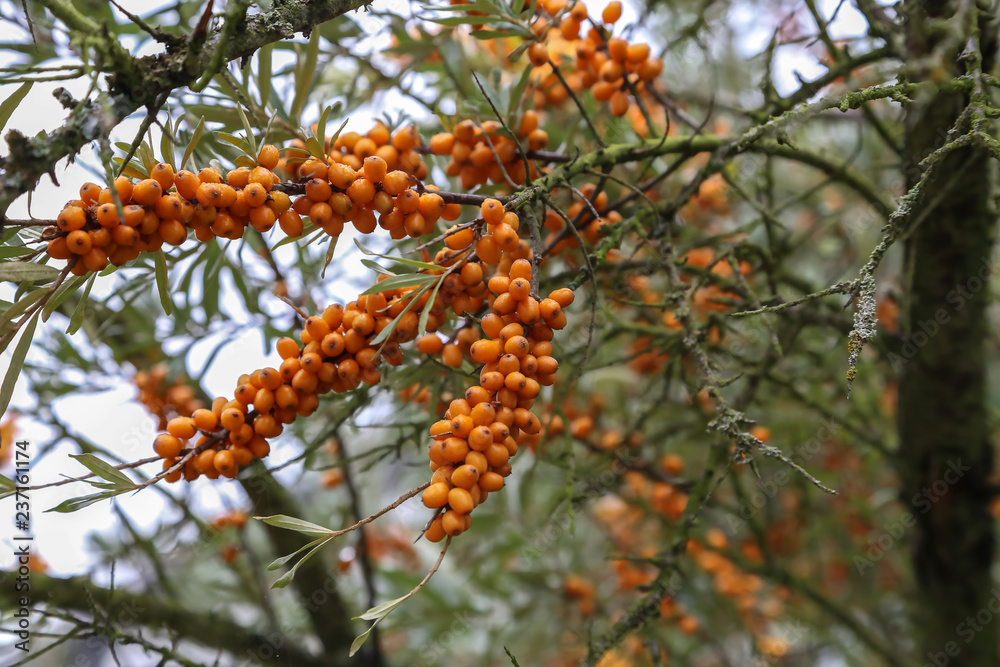 Sea buckthorn berries on the thorny branches of shrubs Stock Photo ...