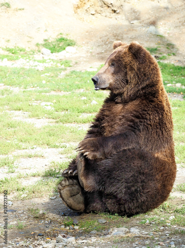 Comical Pose of an Adult Grizzly Bear Sitting Holding His Feet Stock ...
