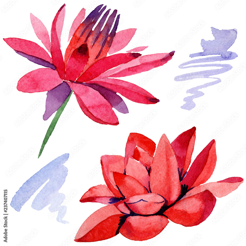 Red lotus flower. Isolated lotus illustration element. Watercolor ...