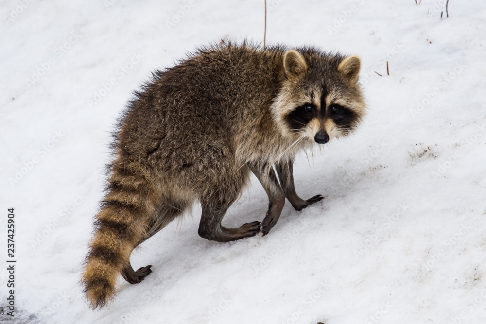 A raccoon walking in the snow. Stock Photo | Adobe Stock