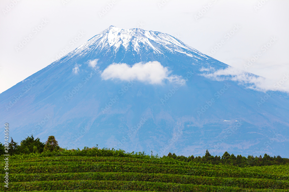 Foto de Stock Mt Fuji at Obuchi Sasaba and landscape fresh green tea ...