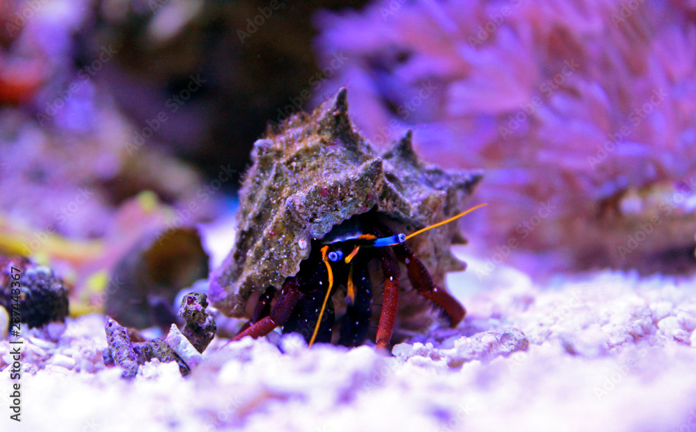 Dwarf Red Tip Hermit Crab (Clibanarius sp.) Stock Photo | Adobe Stock