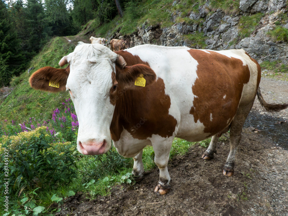 Animali della fattoria Stock Photo | Adobe Stock