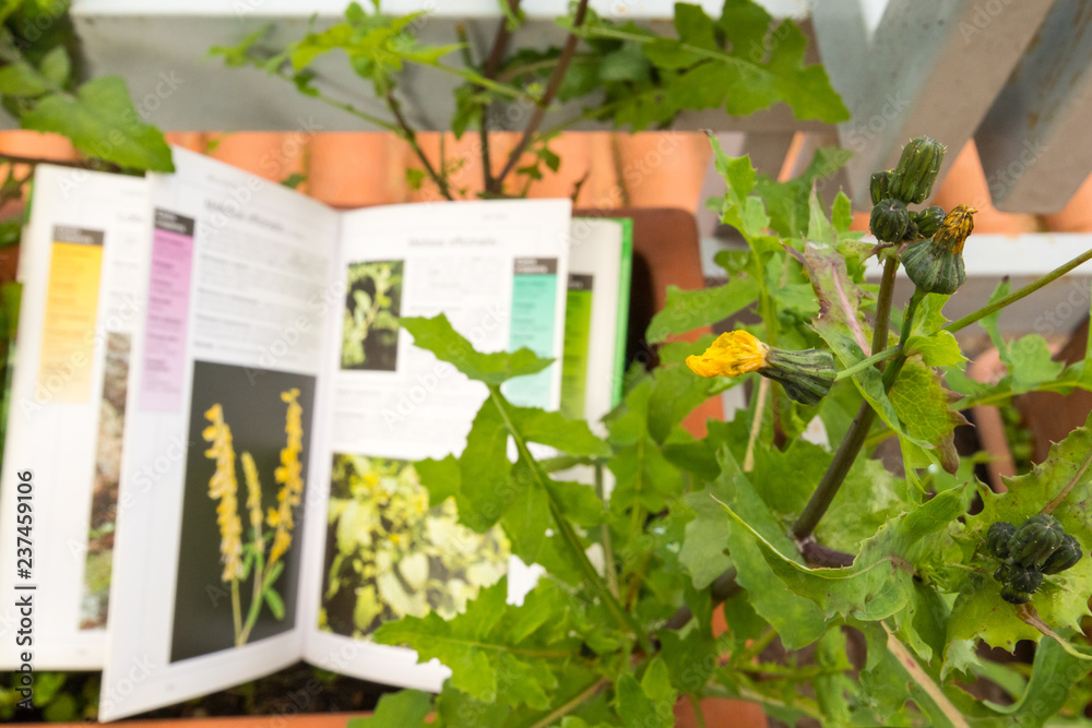 Identifying wild flower with botany field guide Stock Photo | Adobe Stock