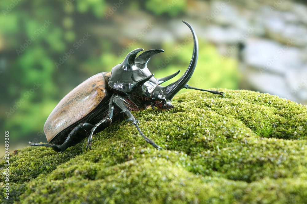 Unicorn beetle (Eupatorus graciliconis) also known as the Five-horned ...
