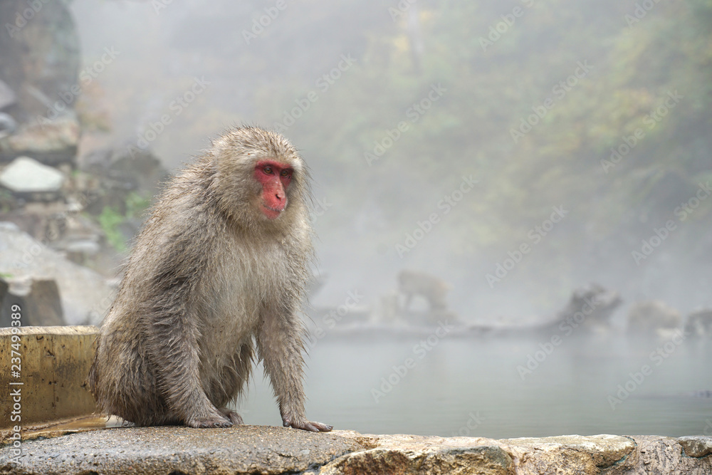 Red face wild monkey at Jigokudani Monkey Park in Yamanouchi, Nagano ...