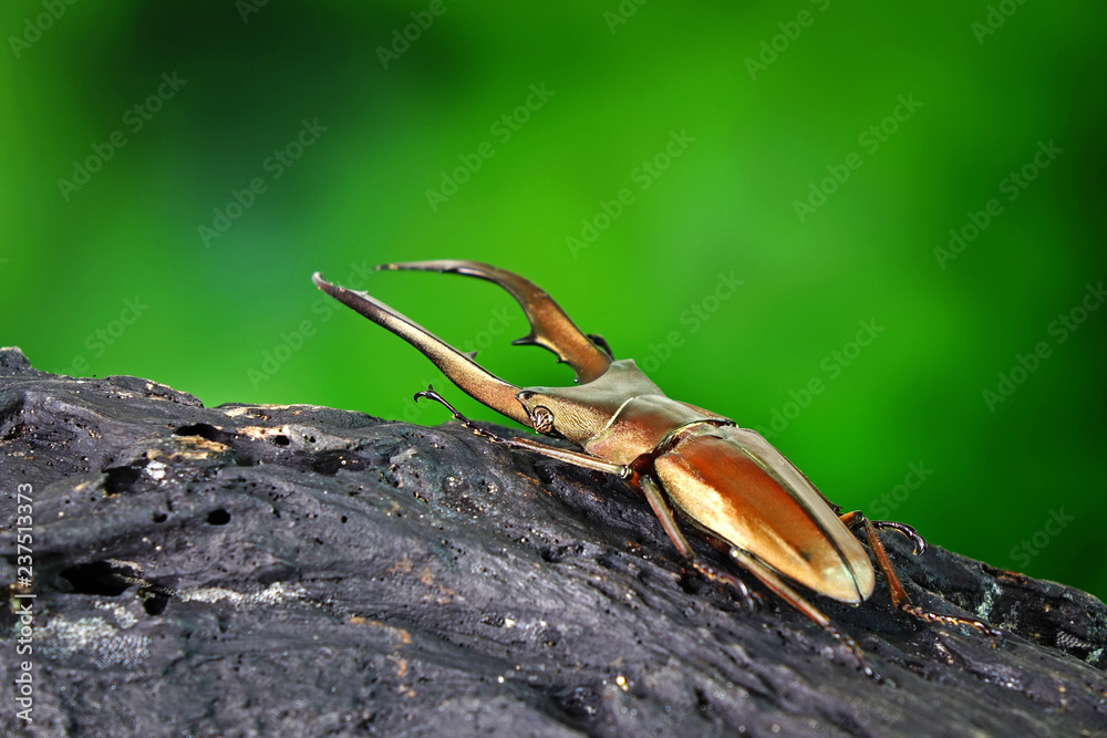 Beetle : Stag beetle (Cyclommatus metallifer) is a genus of the ...