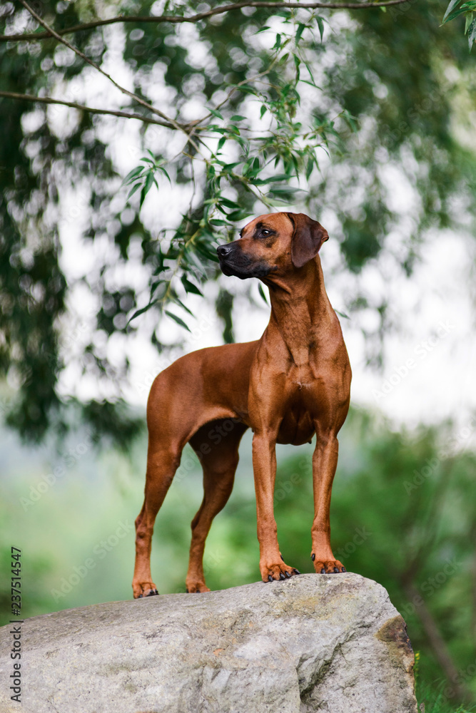 Stock-Foto „Attentive Rhodesian Ridgeback standing on rock at beautiful ...