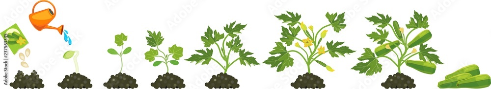 Life cycle of zucchini plant. Growth stages from seeding to flowering ...