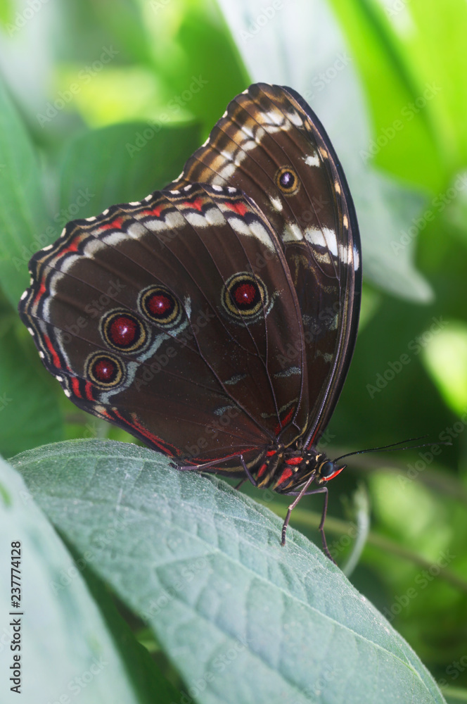 Tropical Butterfly Common Morpho Stock Photo | Adobe Stock
