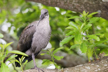 A Pair Of Hadida Birds Free Stock Photo - Public Domain Pictures