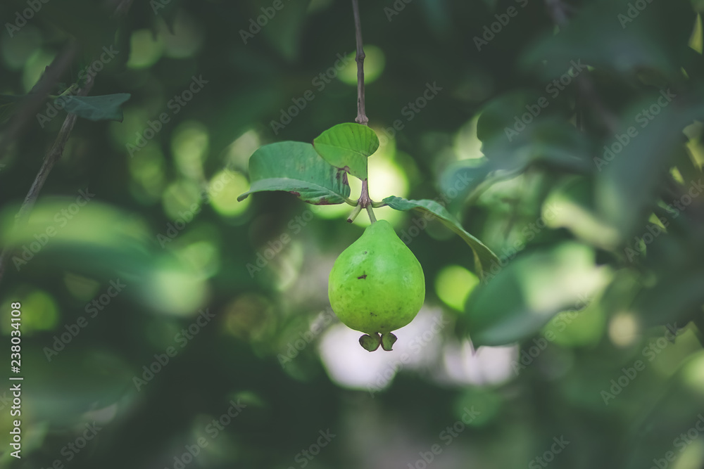 Green Guava (Jawafa) fruit hanging on tree branch in agriculture farm ...