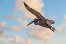Volando pelícano de Brown Stock de Foto gratis - Public Domain Pictures